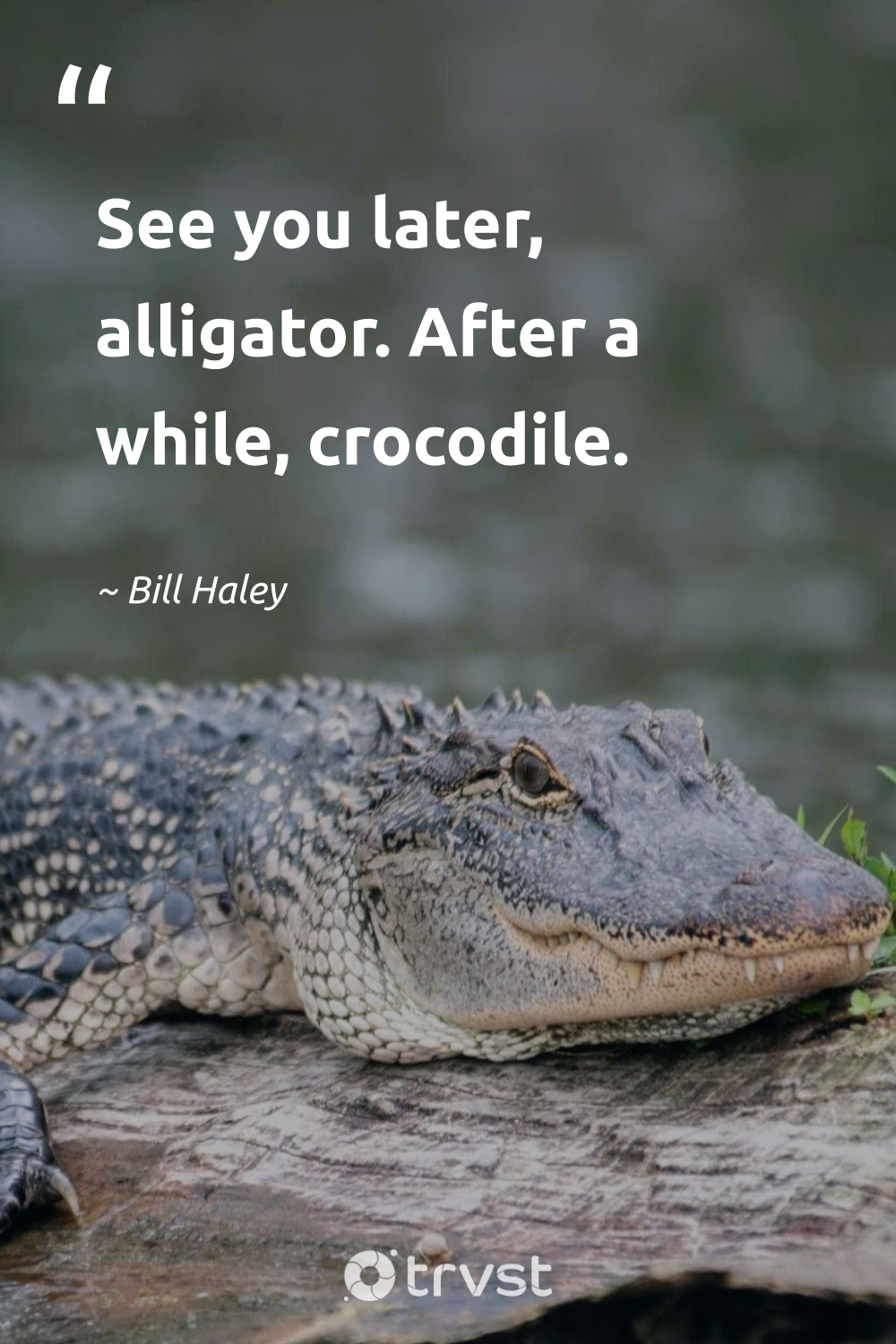 20 Alligator Quotes Revealing Power And Wisdom