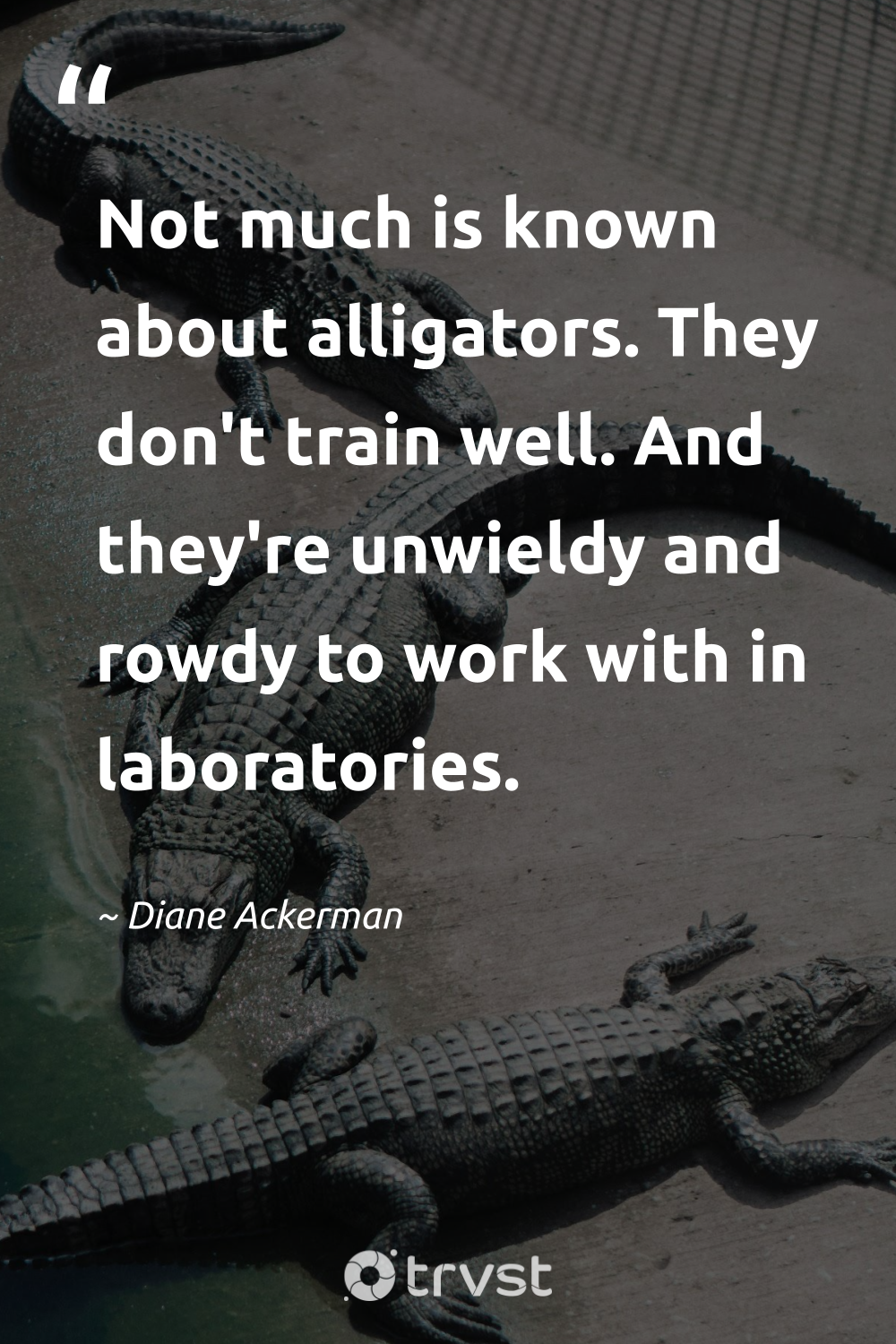 20 Alligator Quotes Revealing Power And Wisdom
