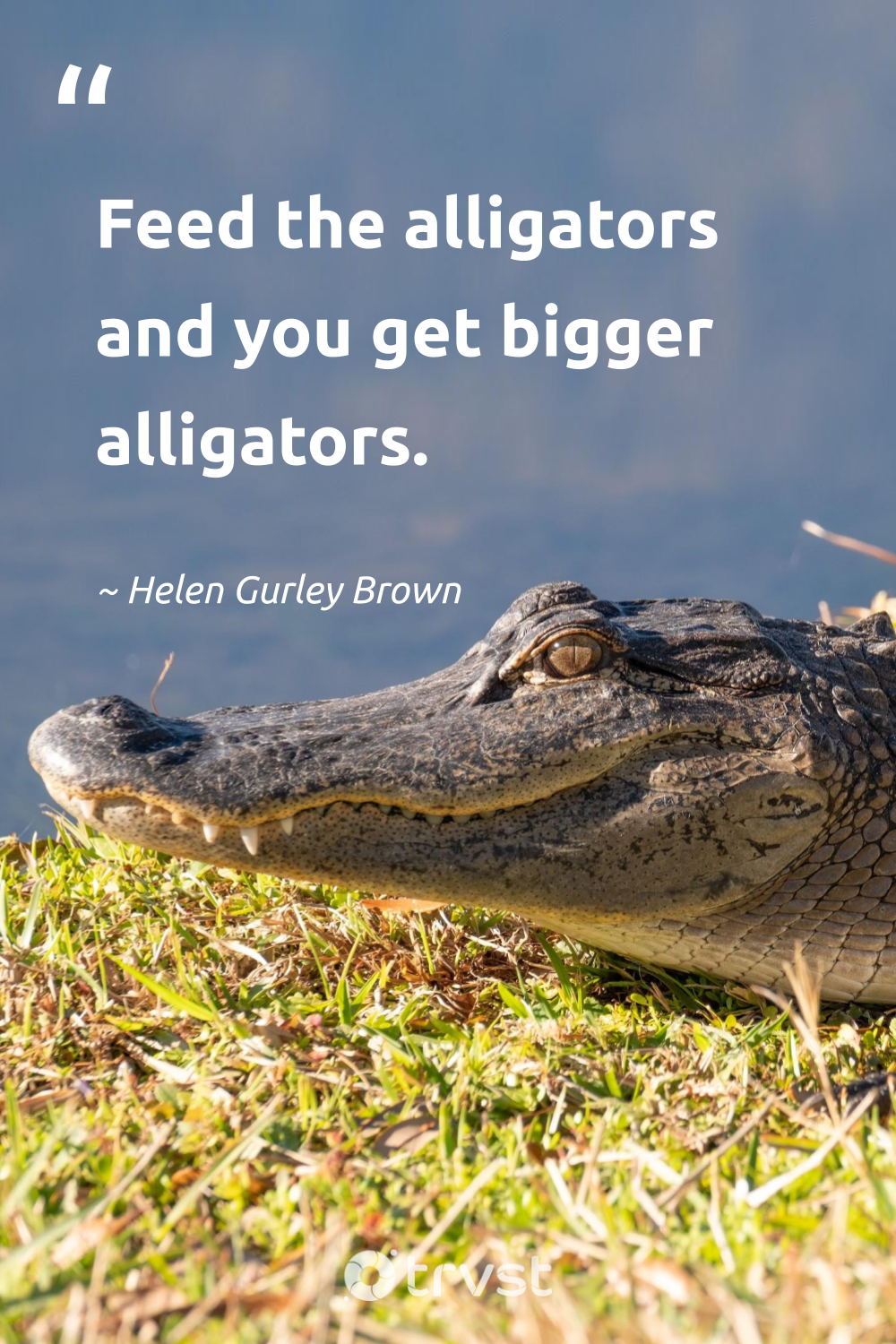 20 Alligator Quotes Revealing Power And Wisdom