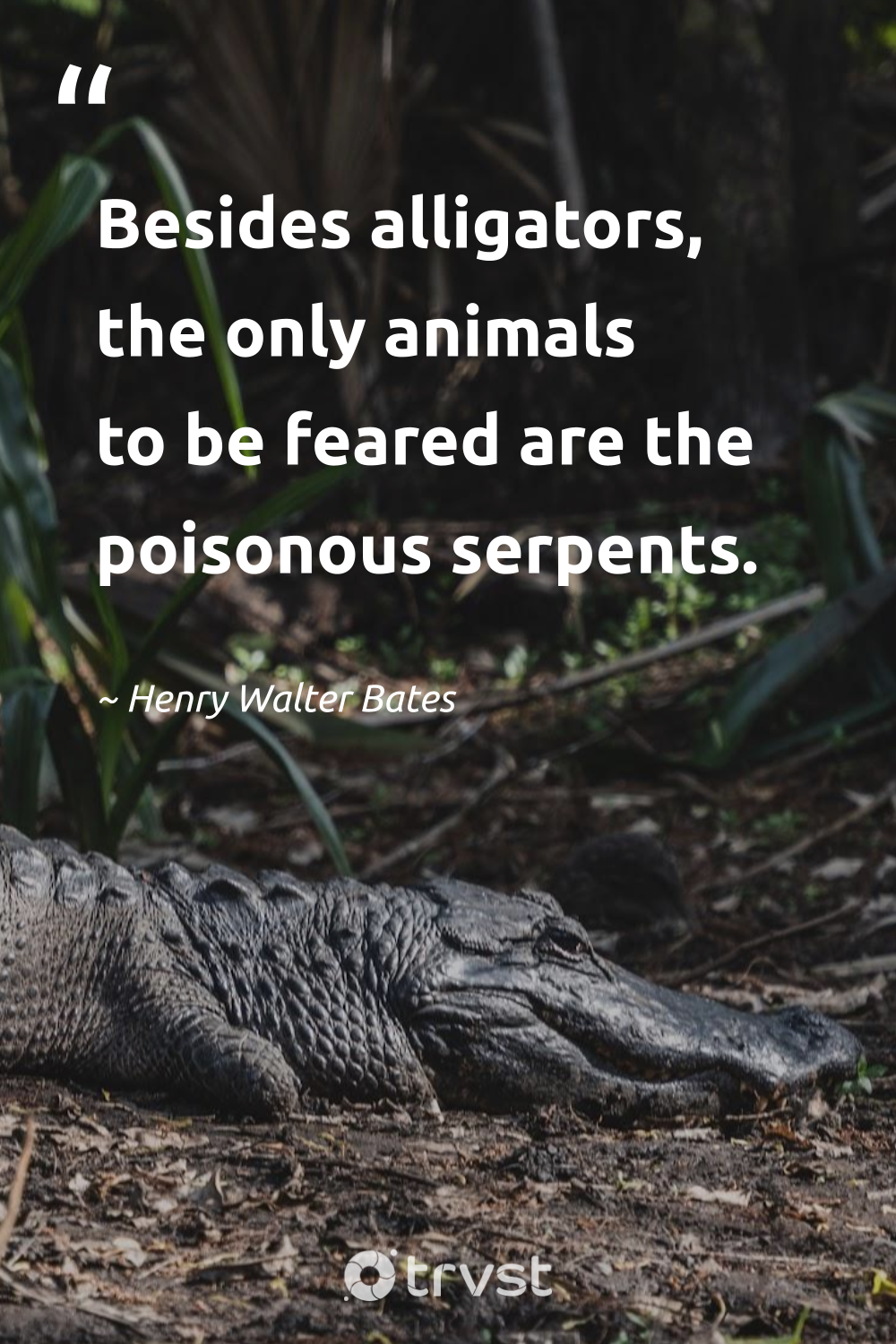 20 Alligator Quotes Revealing Power And Wisdom