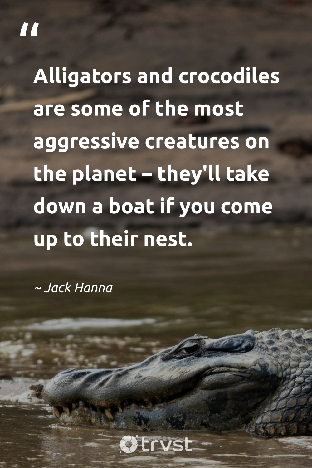 20 Alligator Quotes Revealing Power And Wisdom