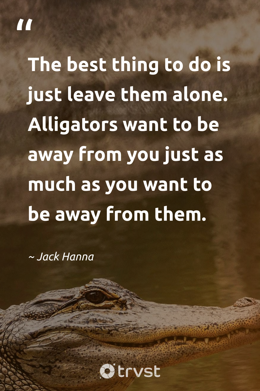 20 Alligator Quotes Revealing Power And Wisdom