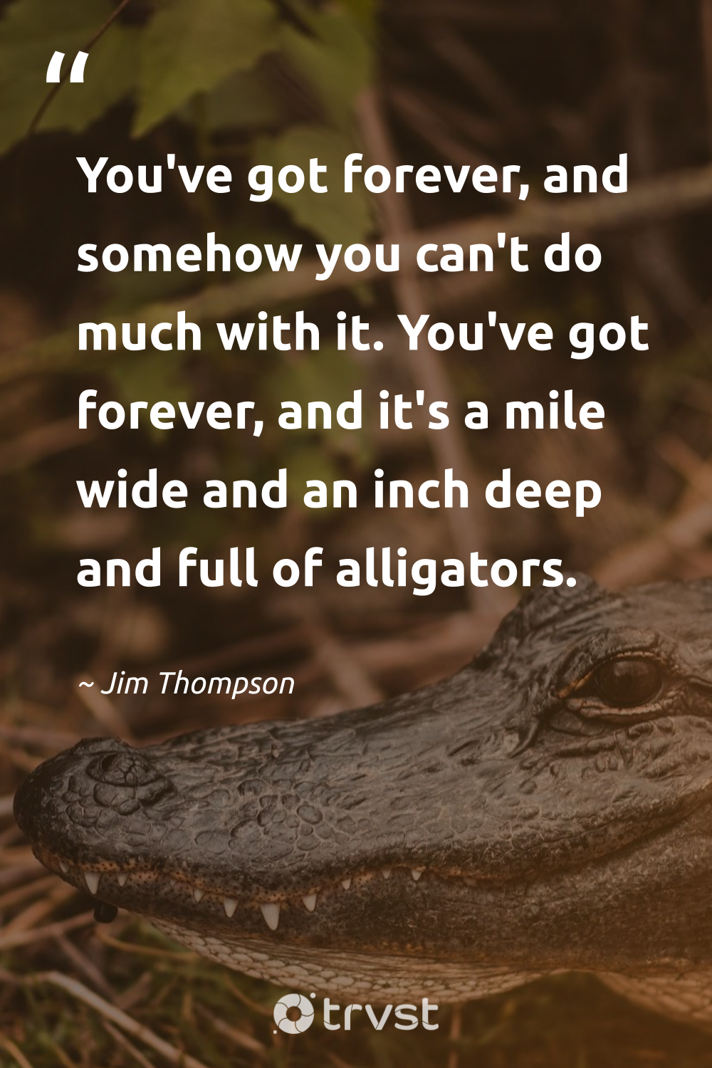20 Alligator Quotes Revealing Power And Wisdom