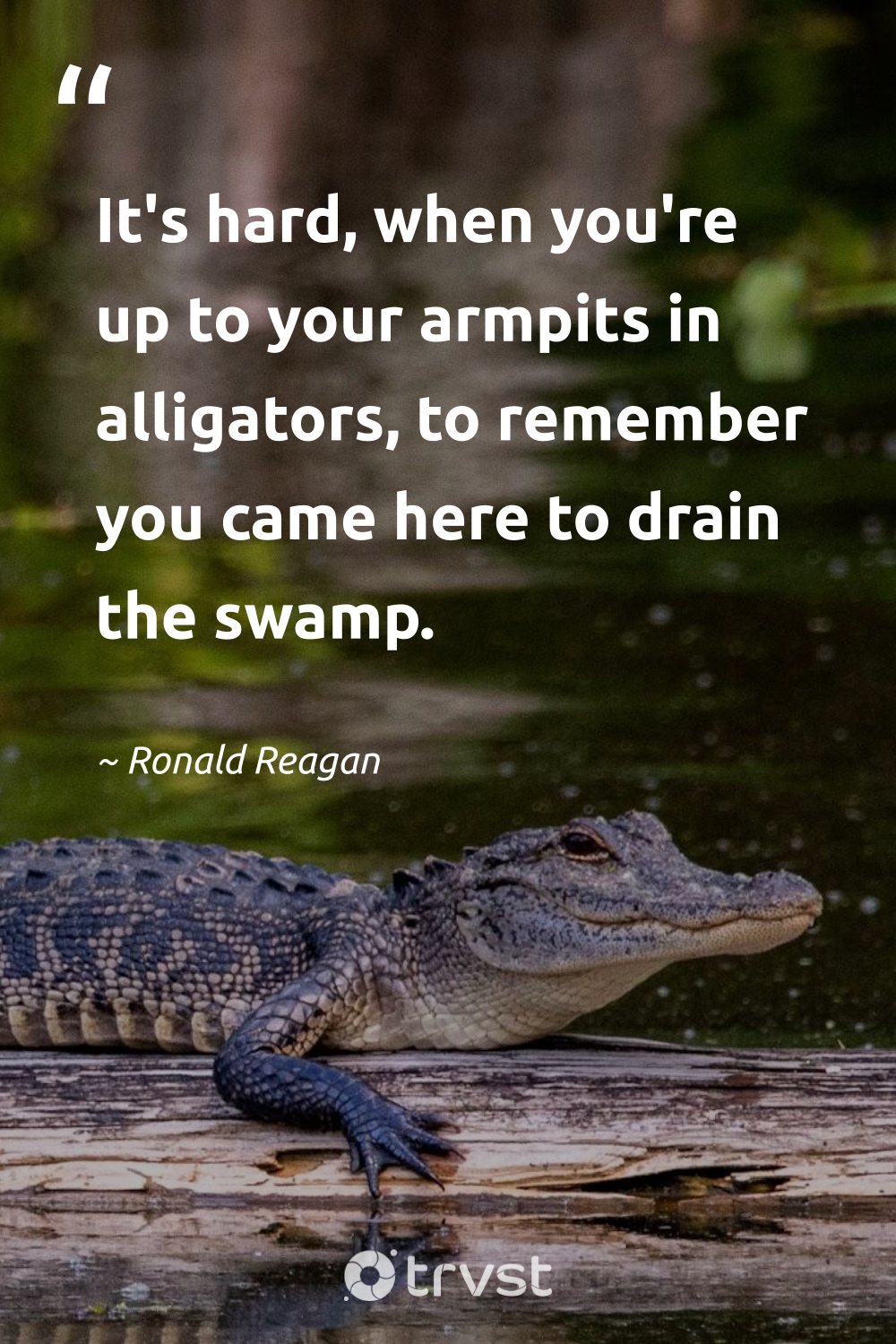 20 Alligator Quotes Revealing Power And Wisdom
