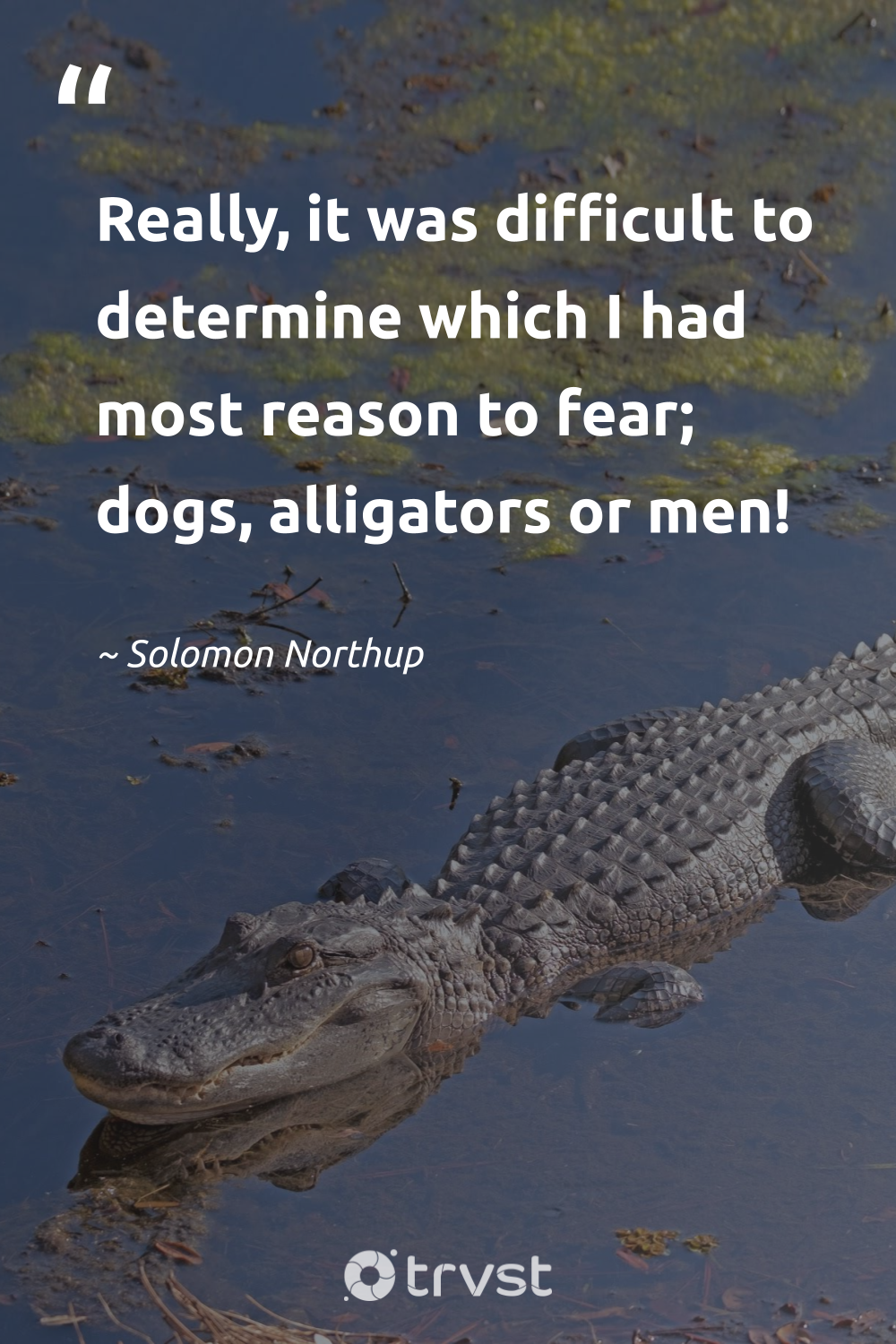 20 Alligator Quotes Revealing Power And Wisdom