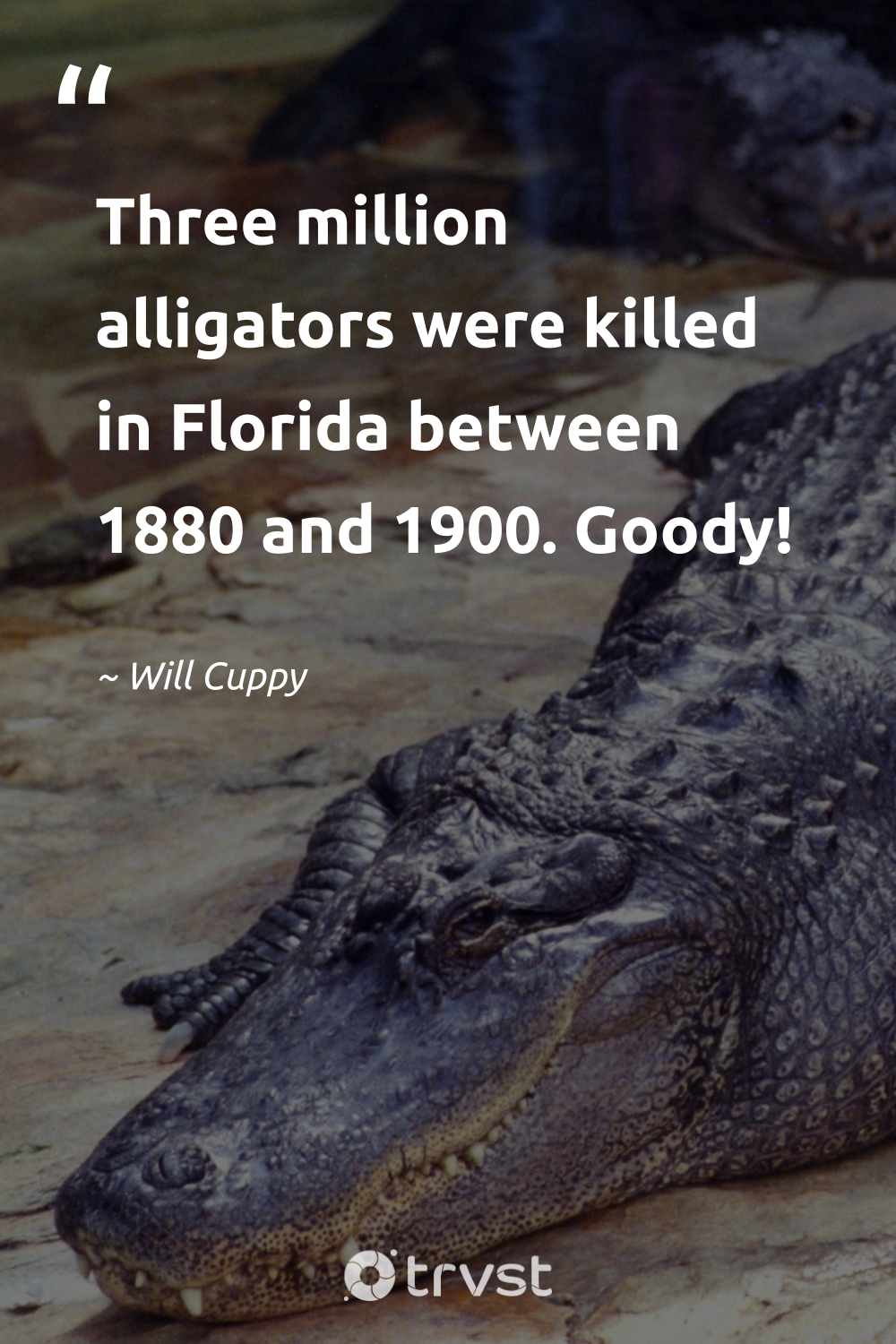 20 Alligator Quotes Revealing Power And Wisdom
