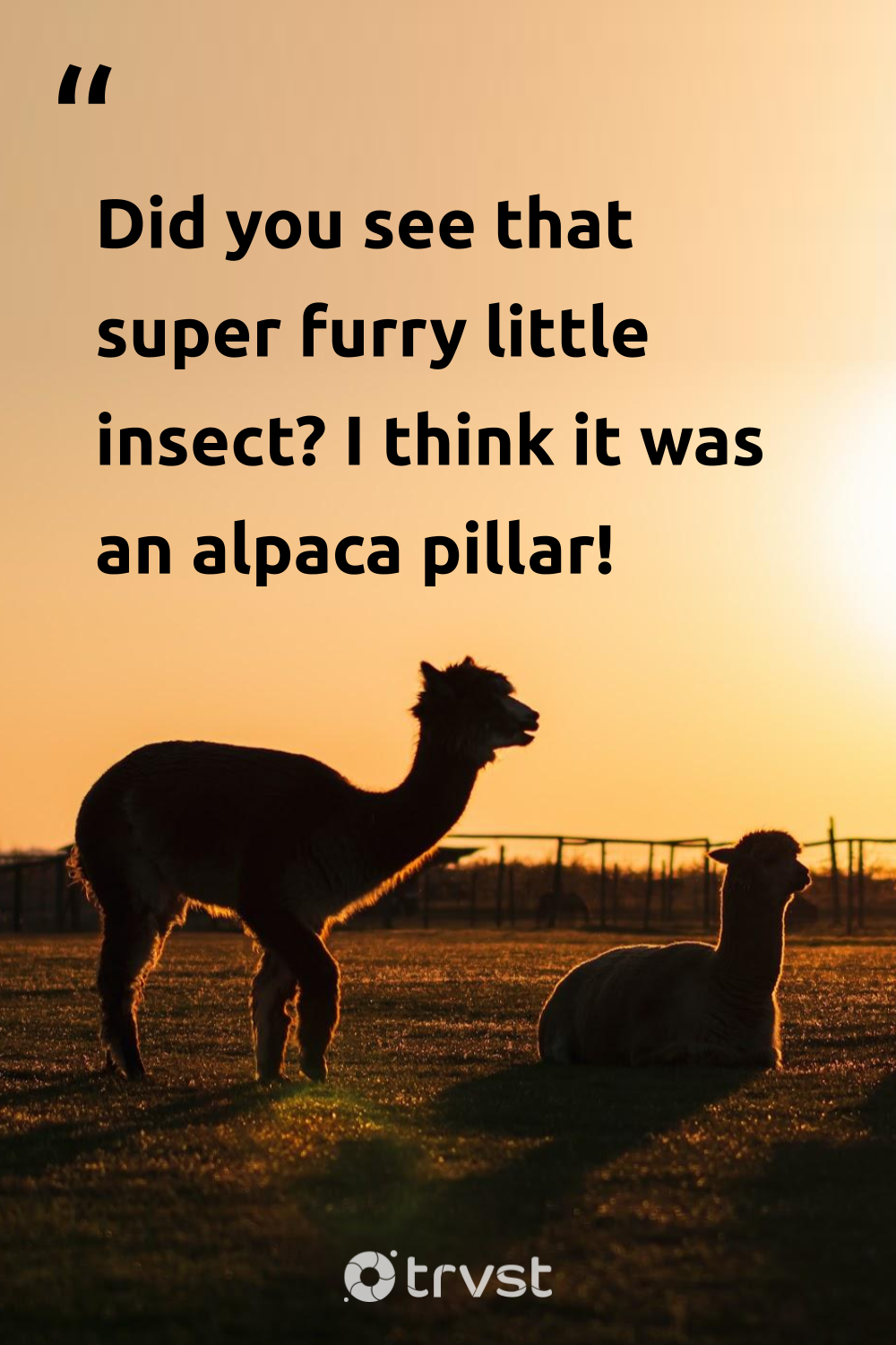 22 Alpaca Quotes About The Camelid's Fluffy Charm