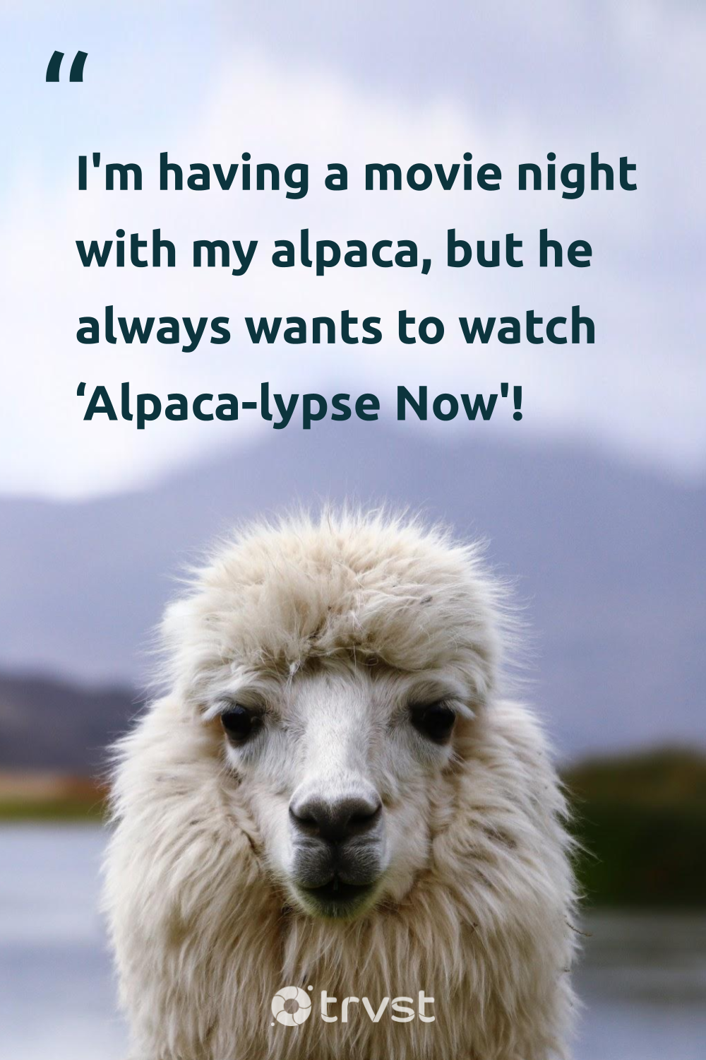 22 Alpaca Quotes About The Camelid's Fluffy Charm