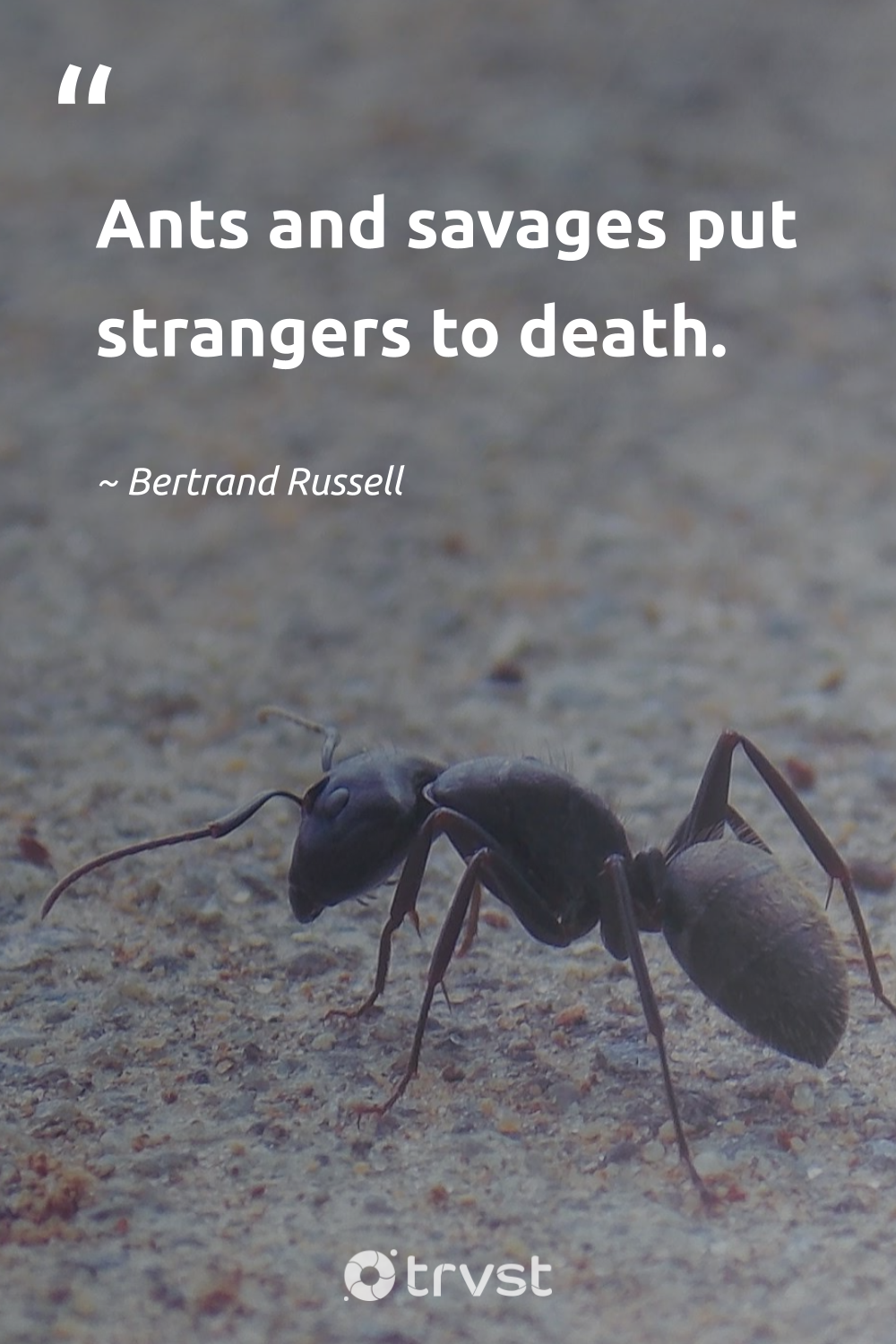 44 Ant Quotes About The Diligent Insects