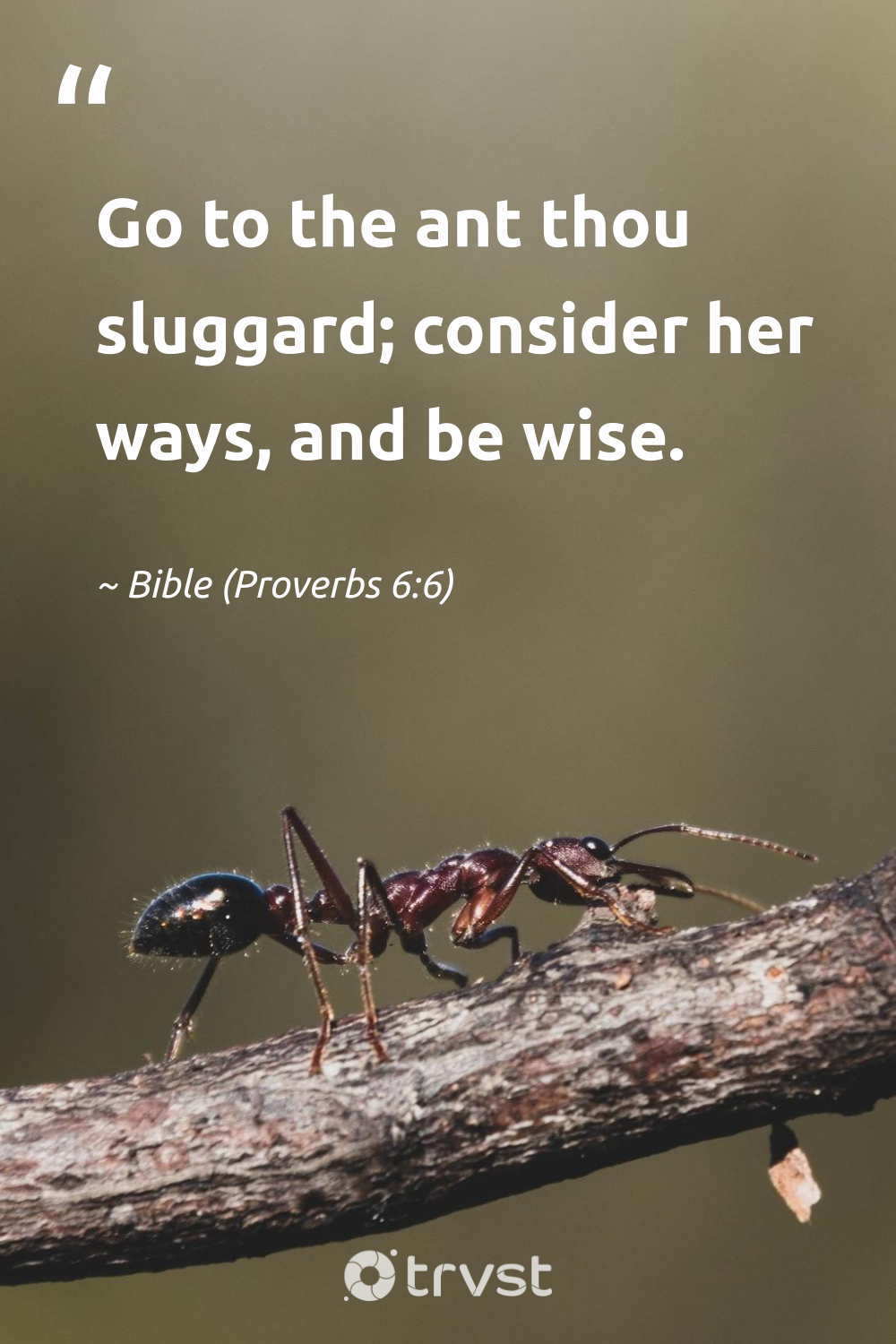 44 Ant Quotes About The Diligent Insects