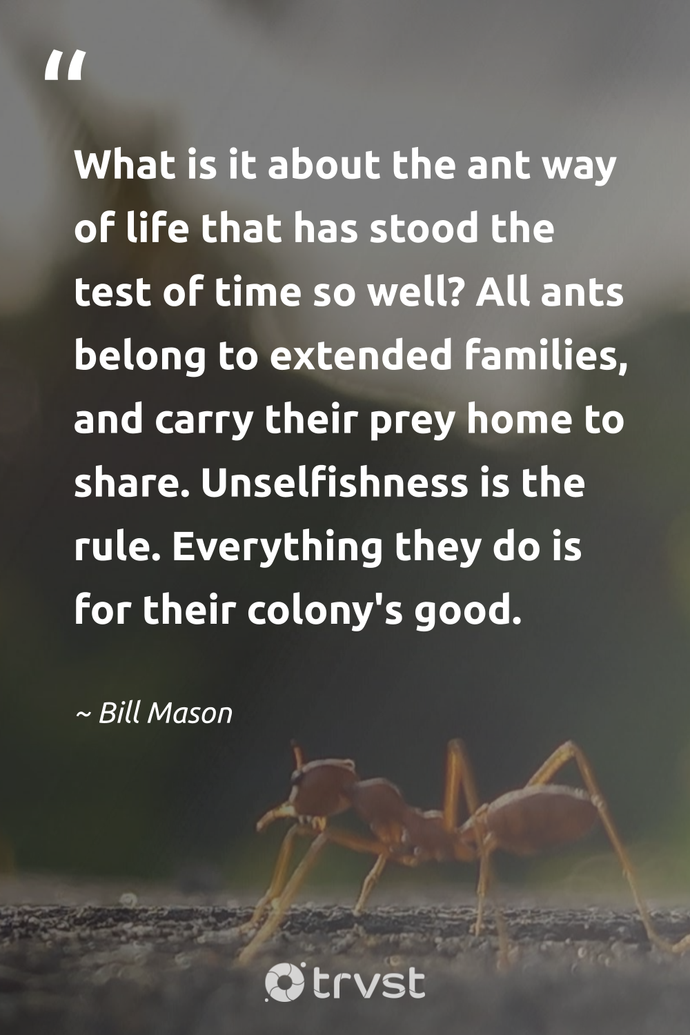 44 Ant Quotes About The Diligent Insects