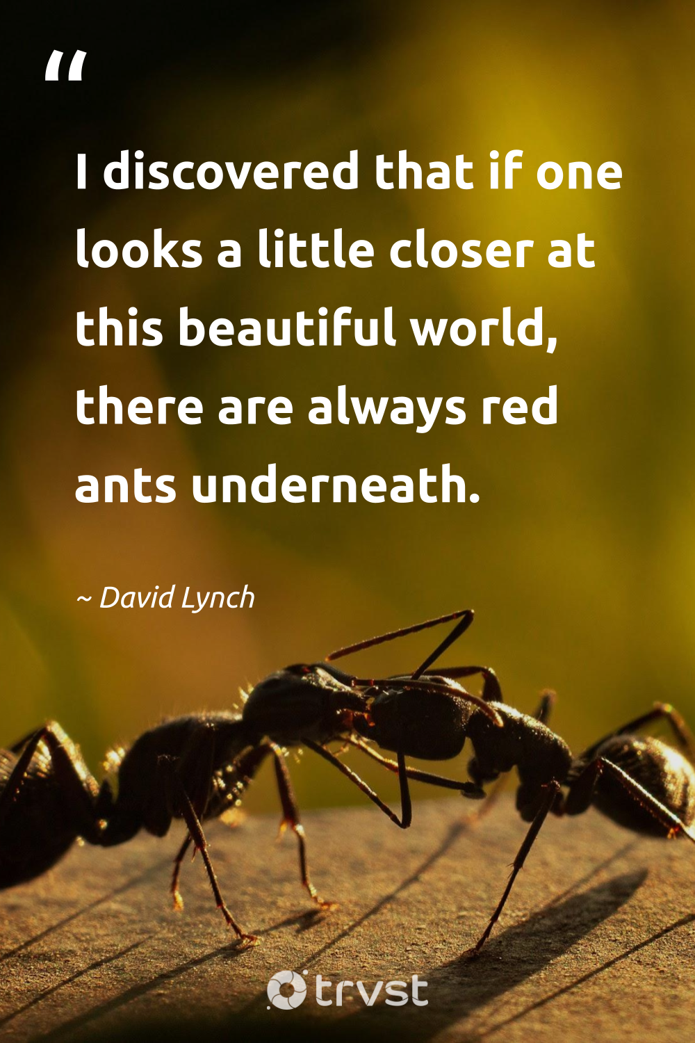 44 Ant Quotes About The Diligent Insects