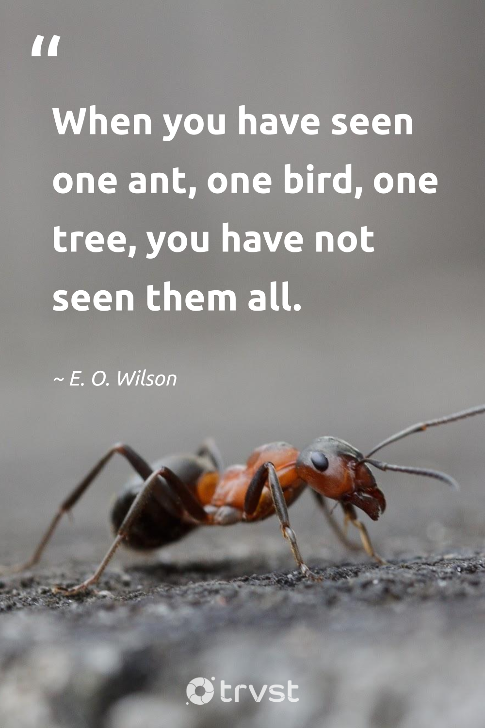 44 Ant Quotes About The Diligent Insects