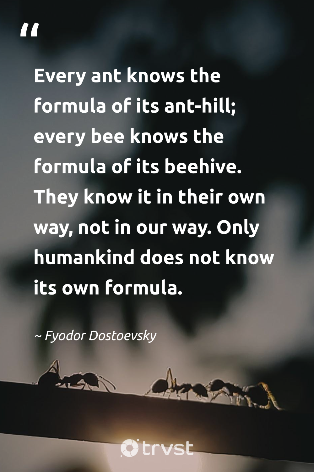 44 Ant Quotes About The Diligent Insects