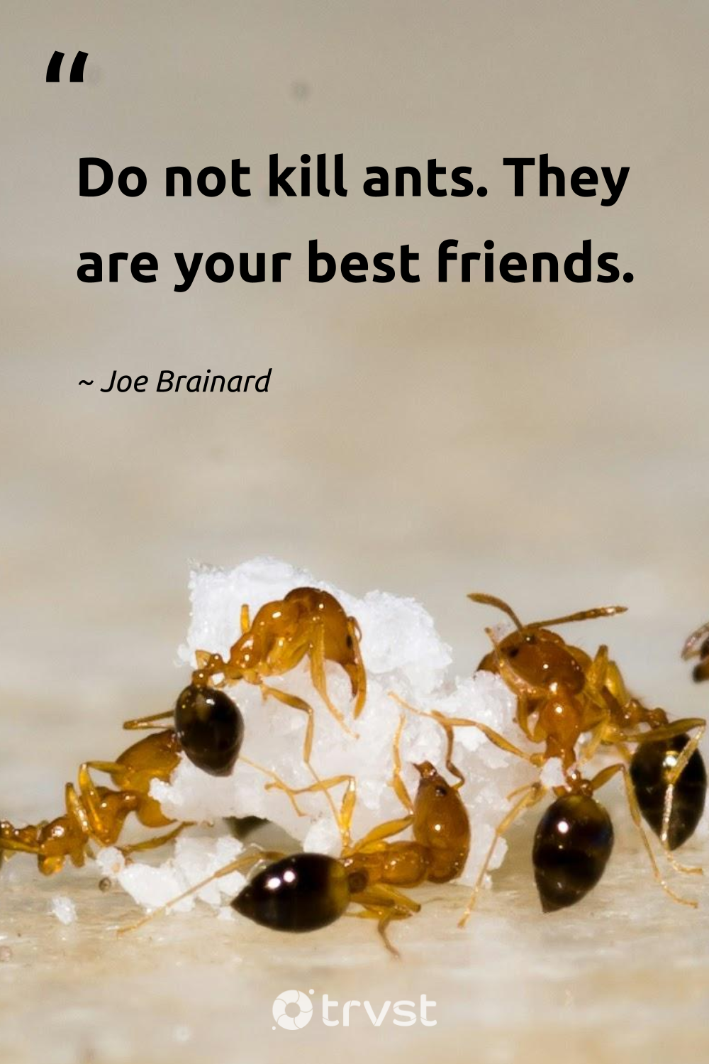 44 Ant Quotes About The Diligent Insects
