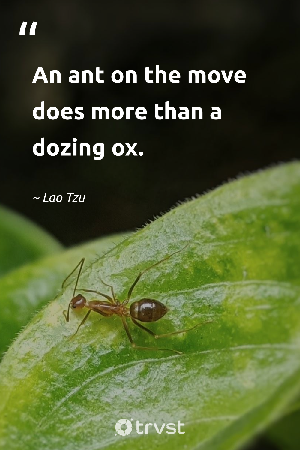 44 Ant Quotes About The Diligent Insects