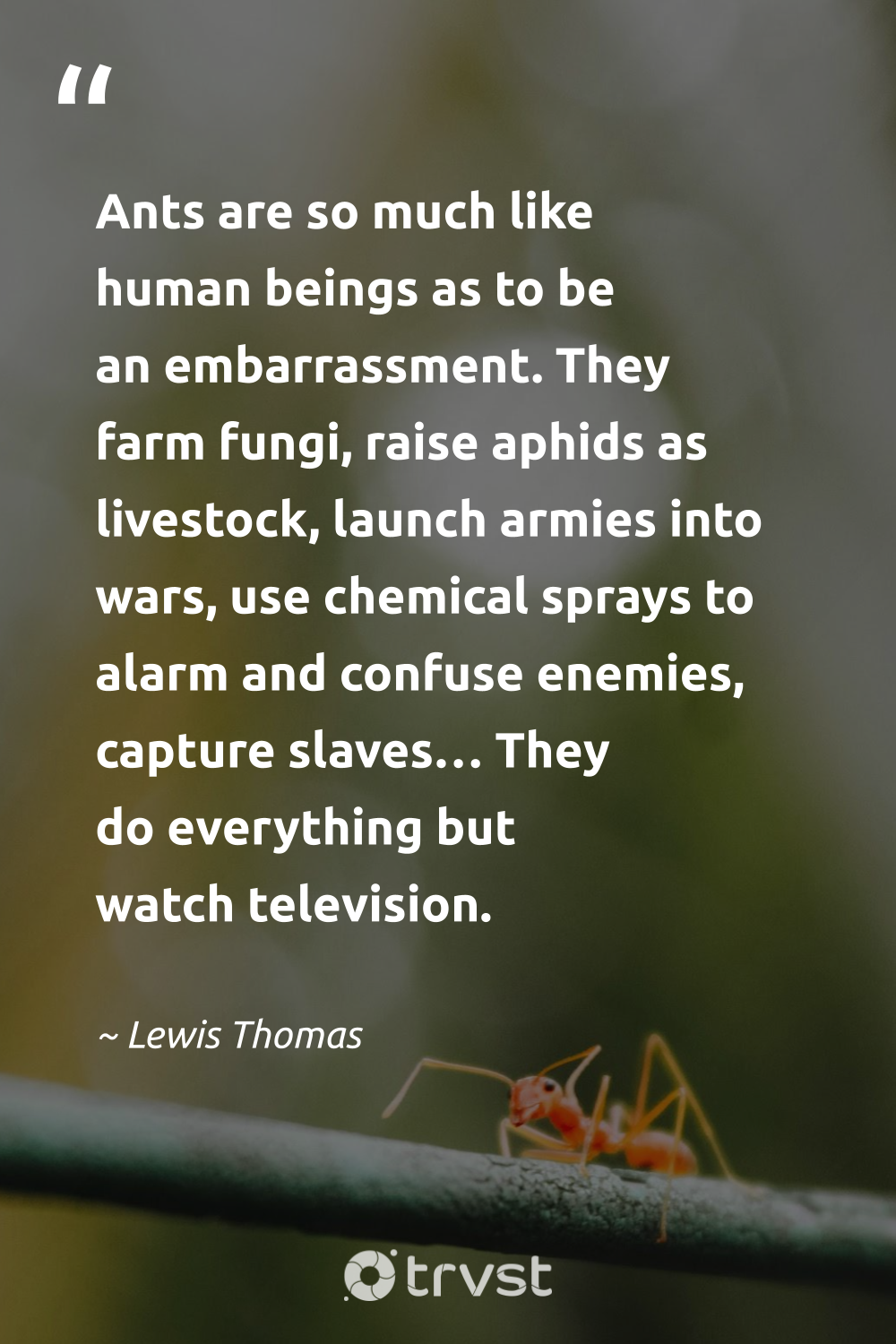 44 Ant Quotes About The Diligent Insects