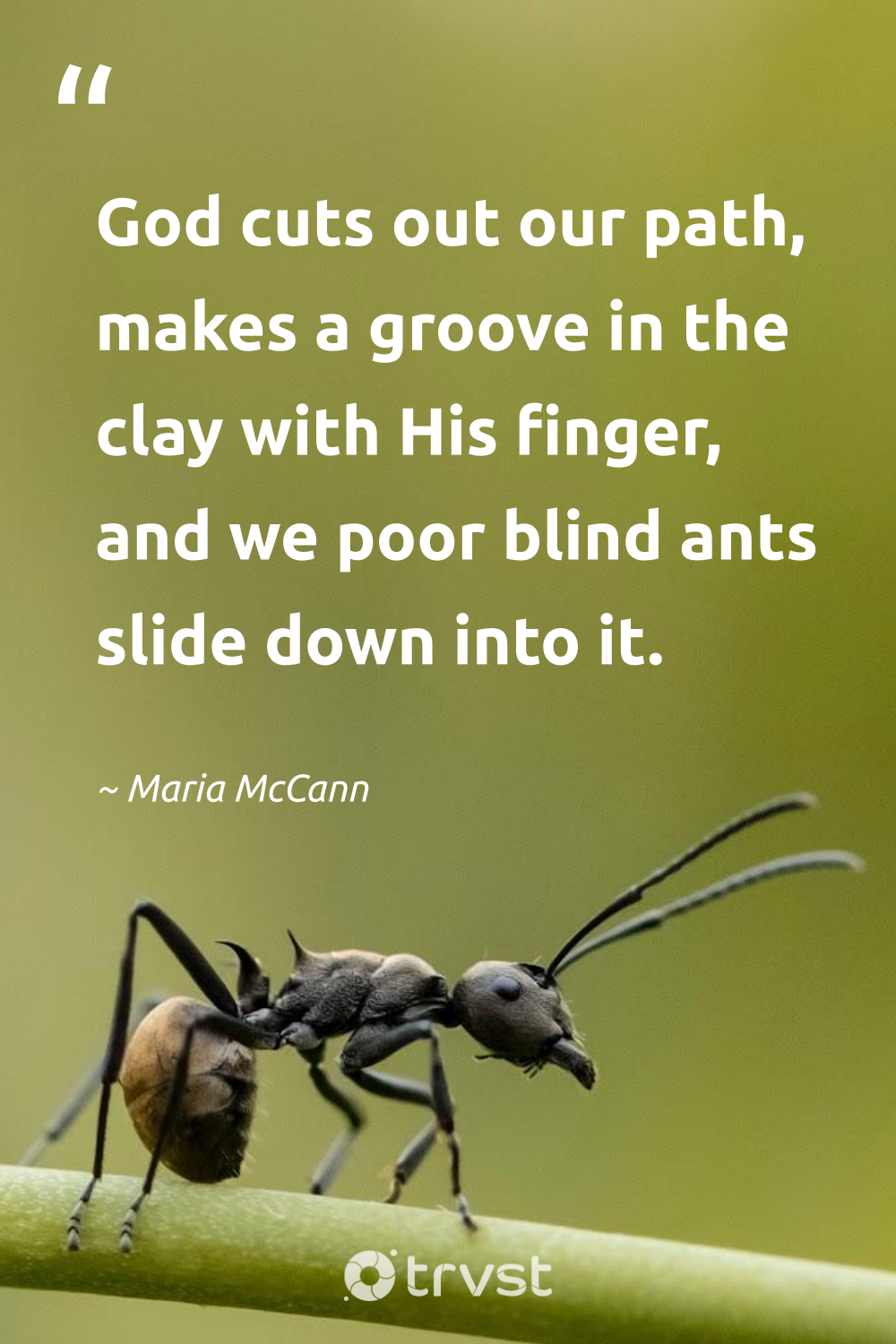 44 Ant Quotes About The Diligent Insects