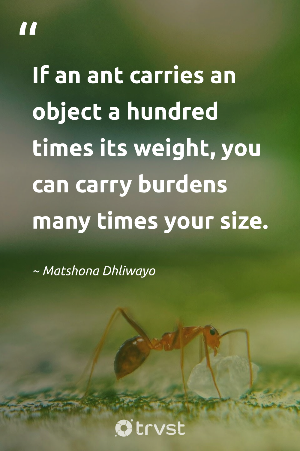 44 Ant Quotes About The Diligent Insects