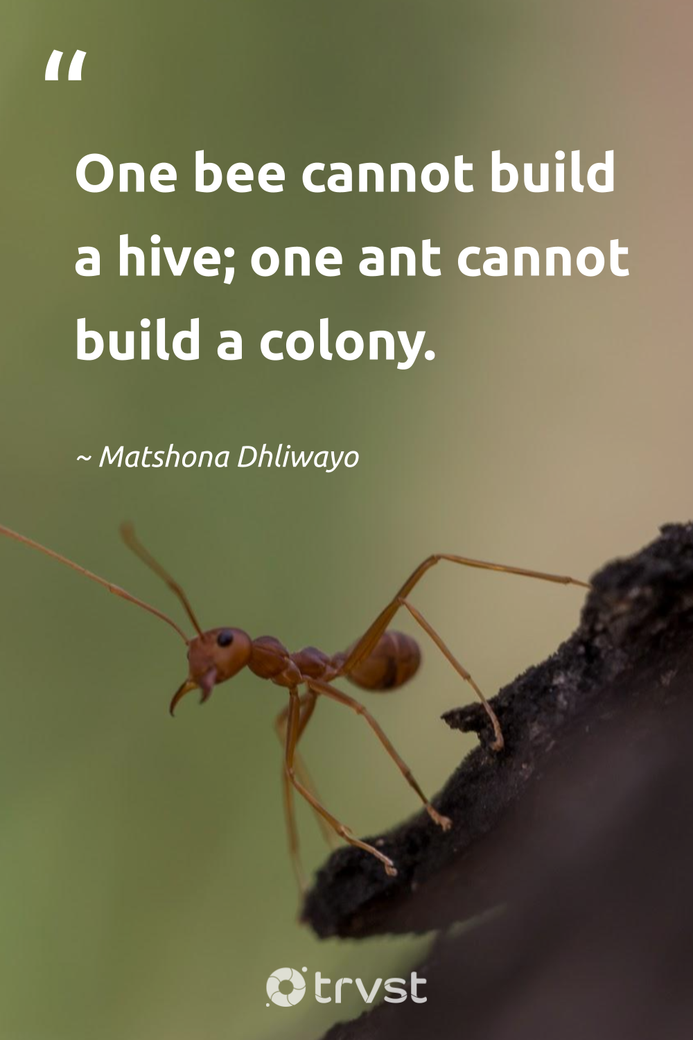 44 Ant Quotes About The Diligent Insects