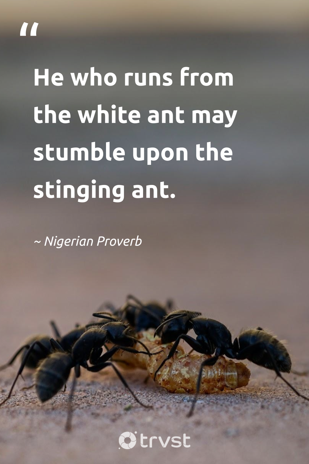 44 Ant Quotes About The Diligent Insects