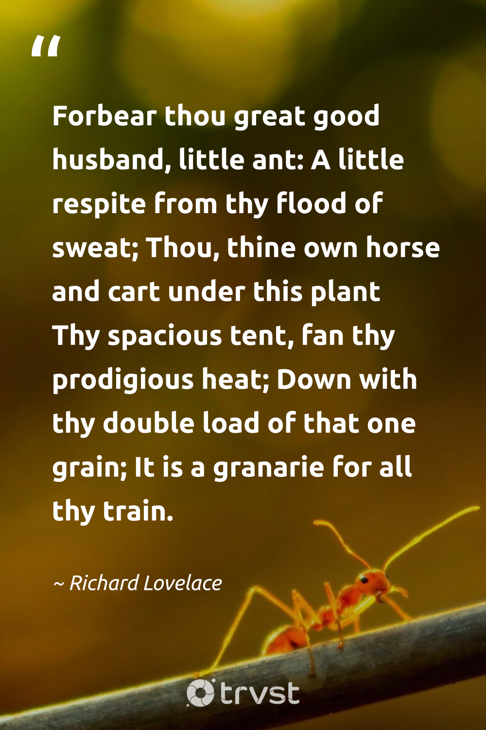 44 Ant Quotes About The Diligent Insects