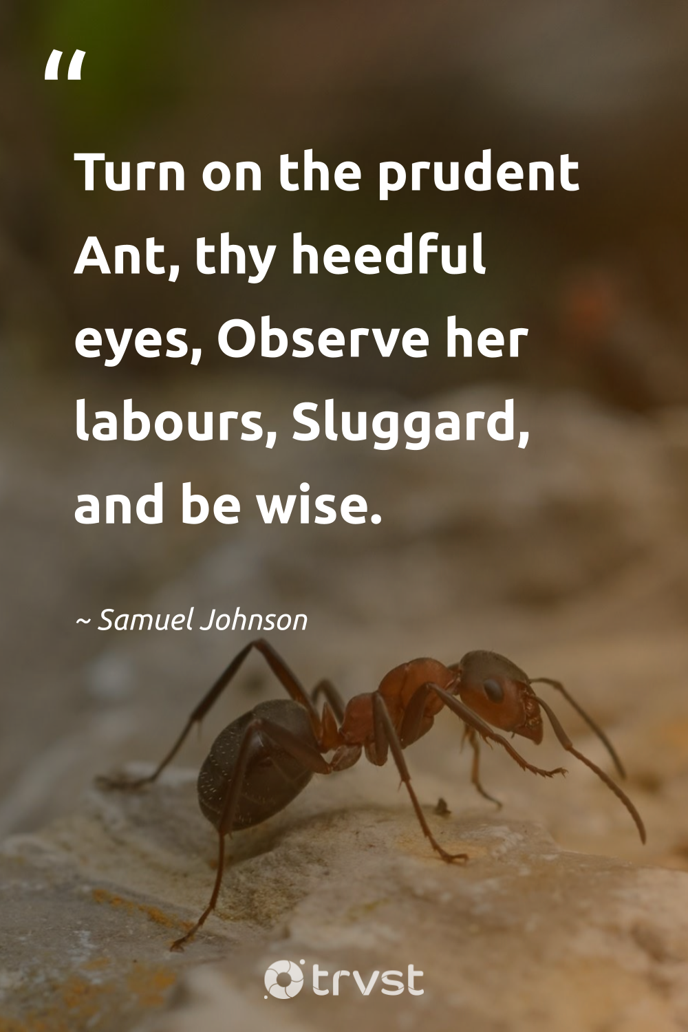 44 Ant Quotes About The Diligent Insects