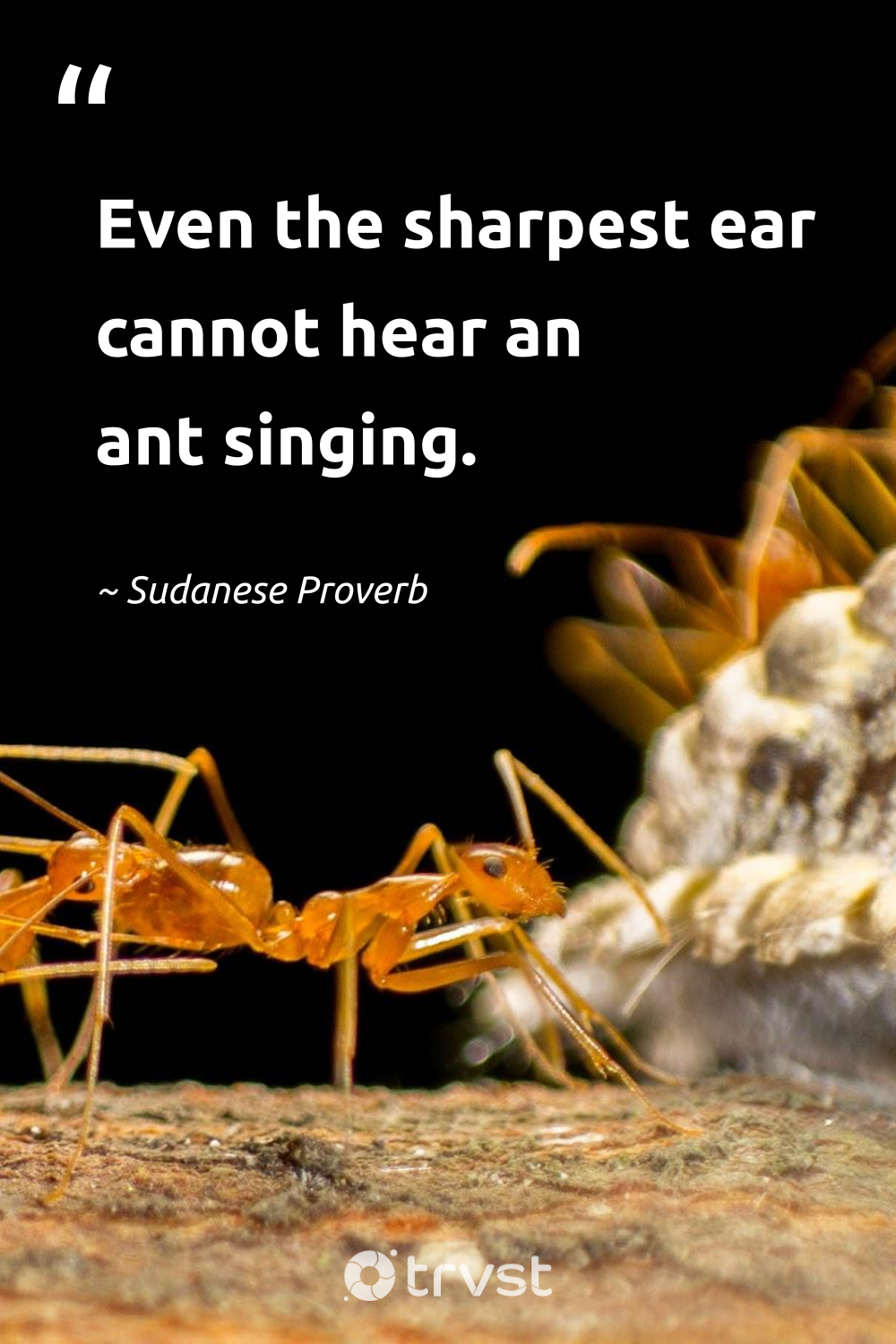 44 Ant Quotes About The Diligent Insects