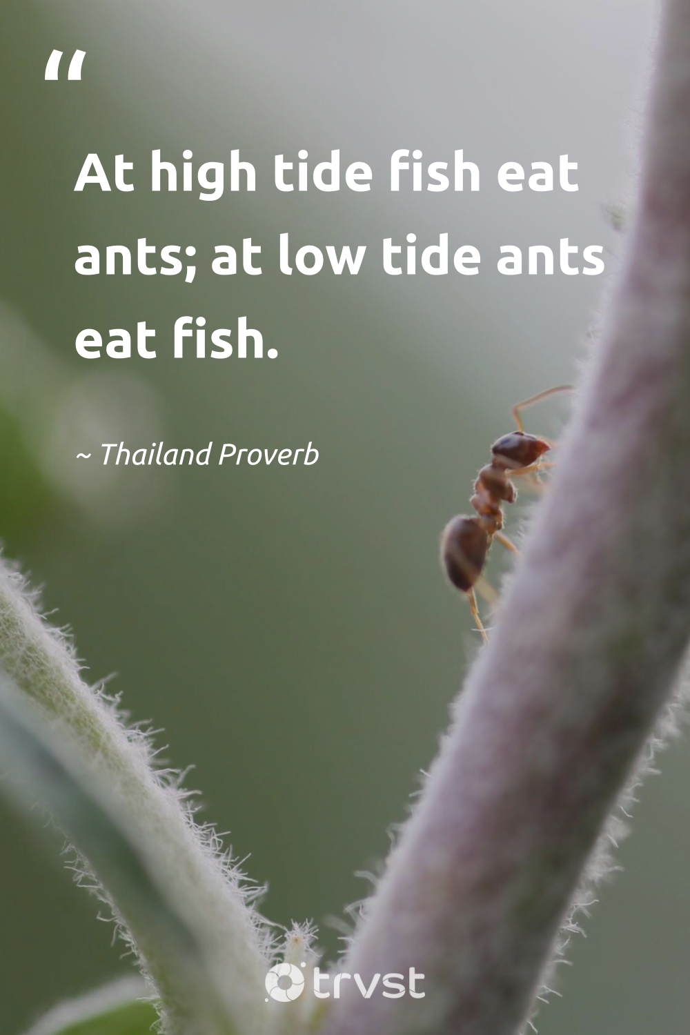 44 Ant Quotes About The Diligent Insects
