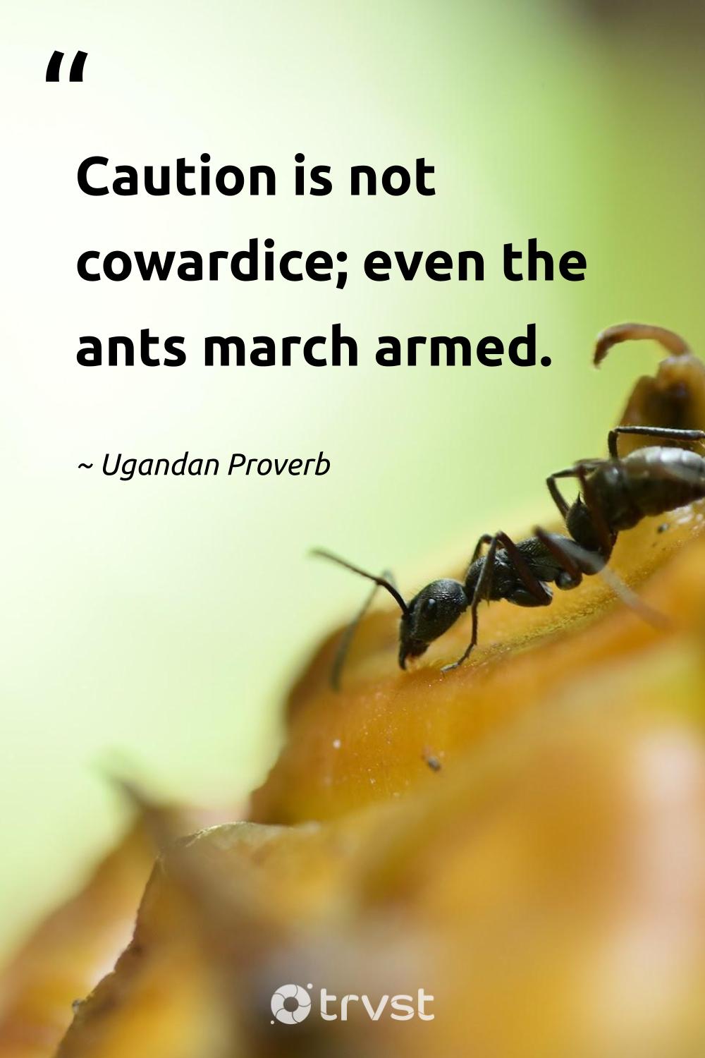44 Ant Quotes About The Diligent Insects
