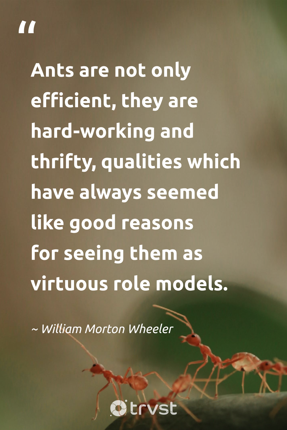 44 Ant Quotes About The Diligent Insects