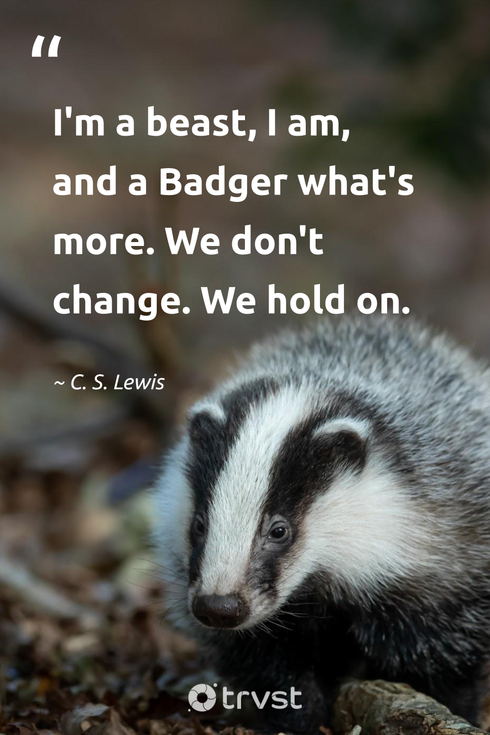 10 Badger Quotes About The Feisty Mustelids