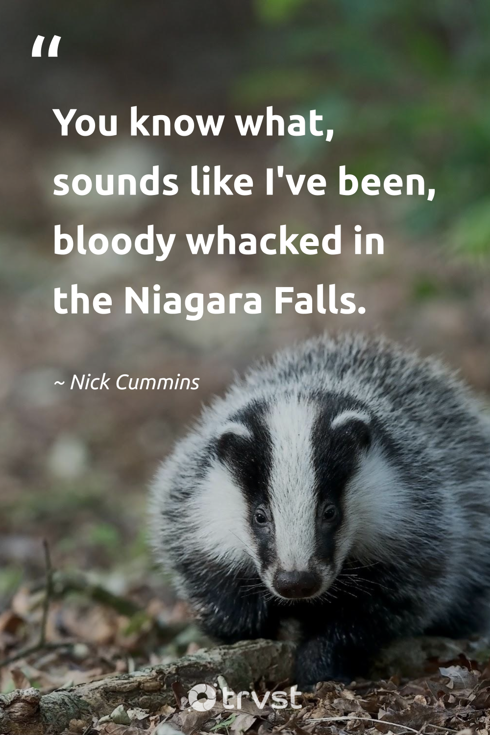 10 Badger Quotes About The Feisty Mustelids
