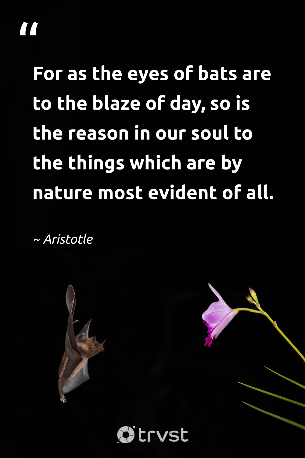 22 Bat Quotes About The Misunderstood Winged Mammals