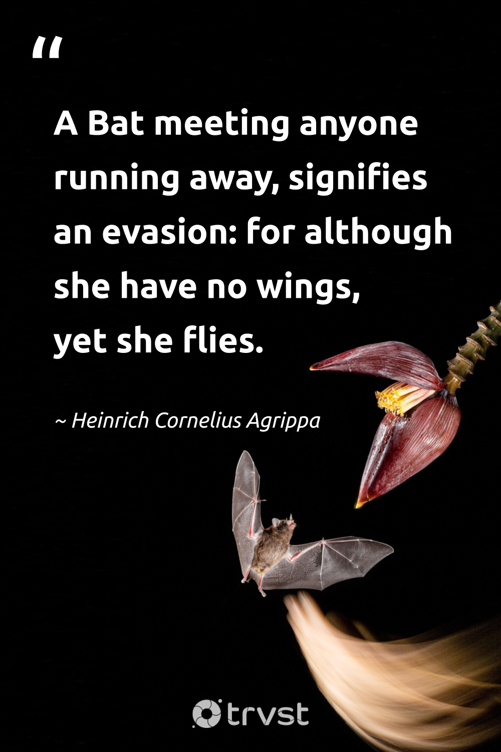 22 Bat Quotes About The Misunderstood Winged Mammals