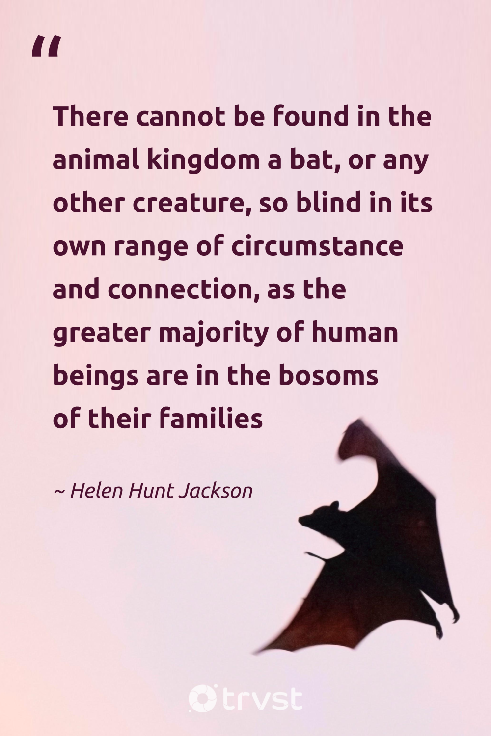 22 Bat Quotes About The Misunderstood Winged Mammals