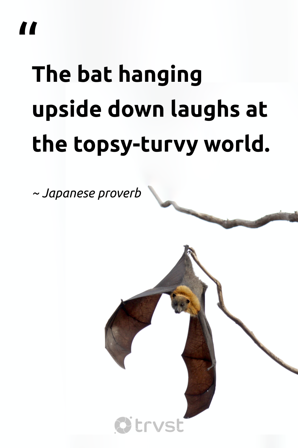 22 Bat Quotes About The Misunderstood Winged Mammals