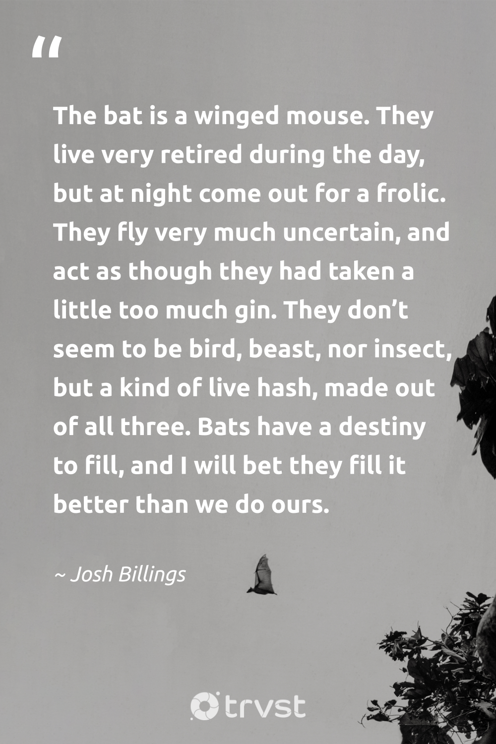 22 Bat Quotes About The Misunderstood Winged Mammals