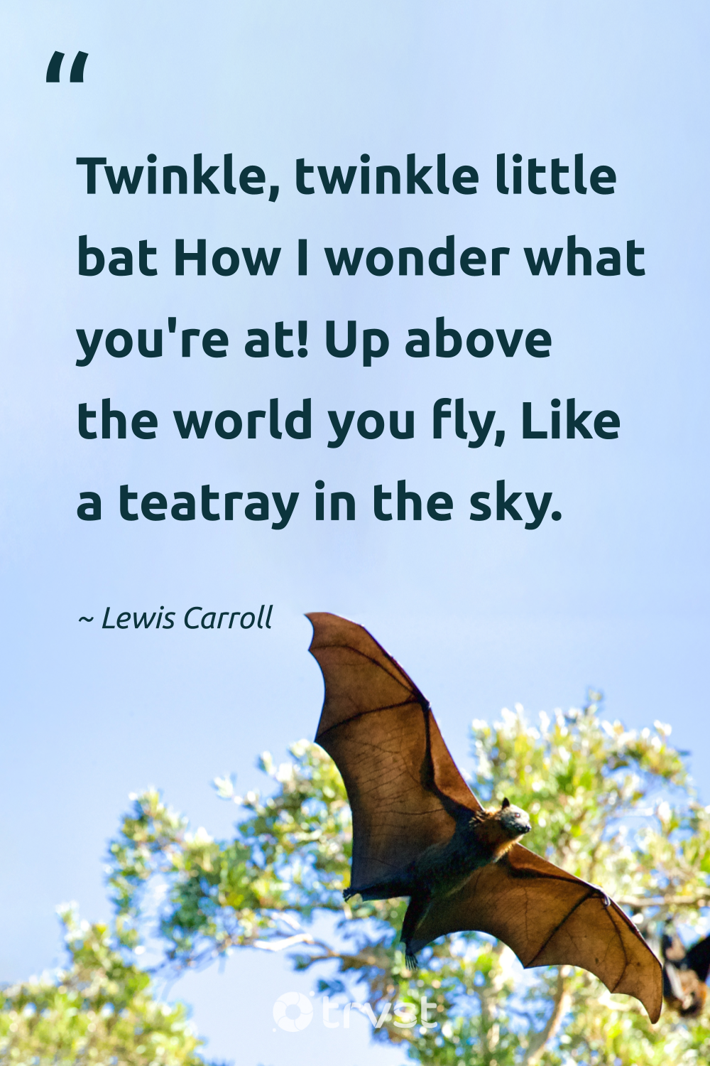 22 Bat Quotes About The Misunderstood Winged Mammals