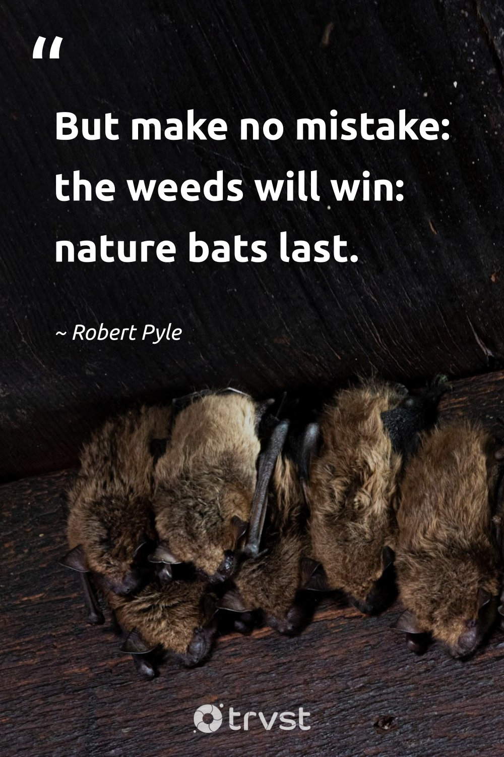 22 Bat Quotes About The Misunderstood Winged Mammals