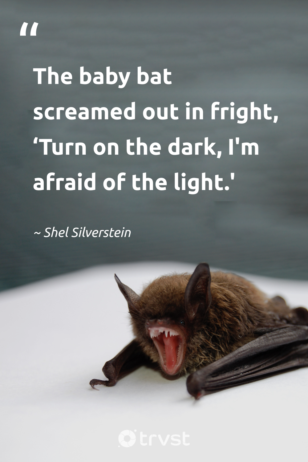 22 Bat Quotes About The Misunderstood Winged Mammals
