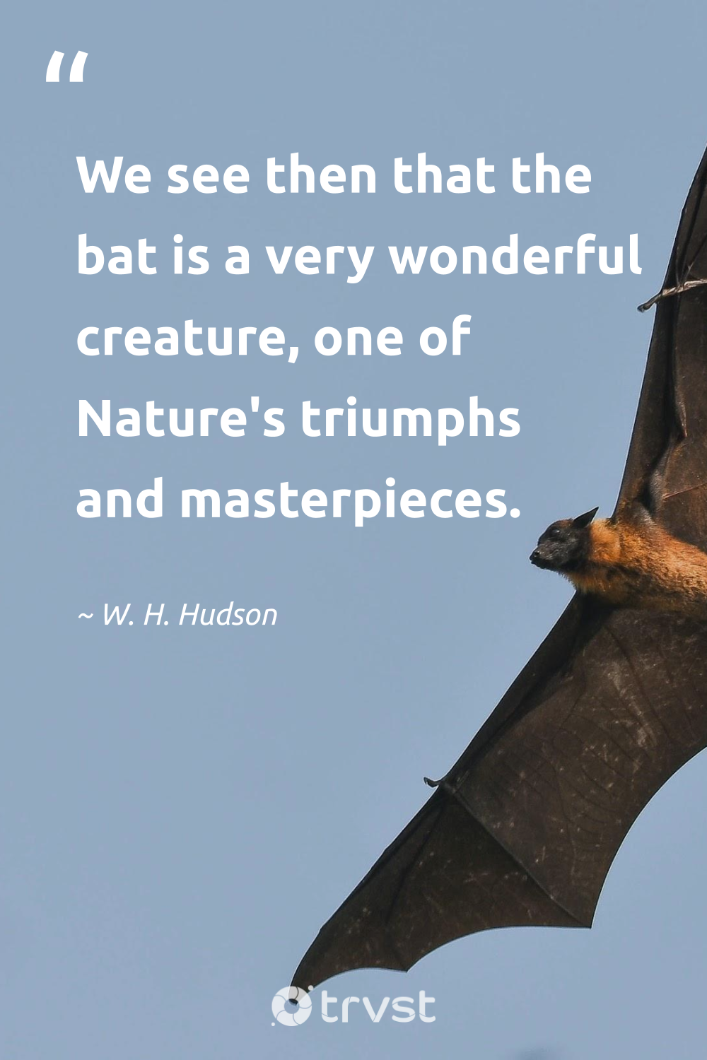 22 Bat Quotes About The Misunderstood Winged Mammals