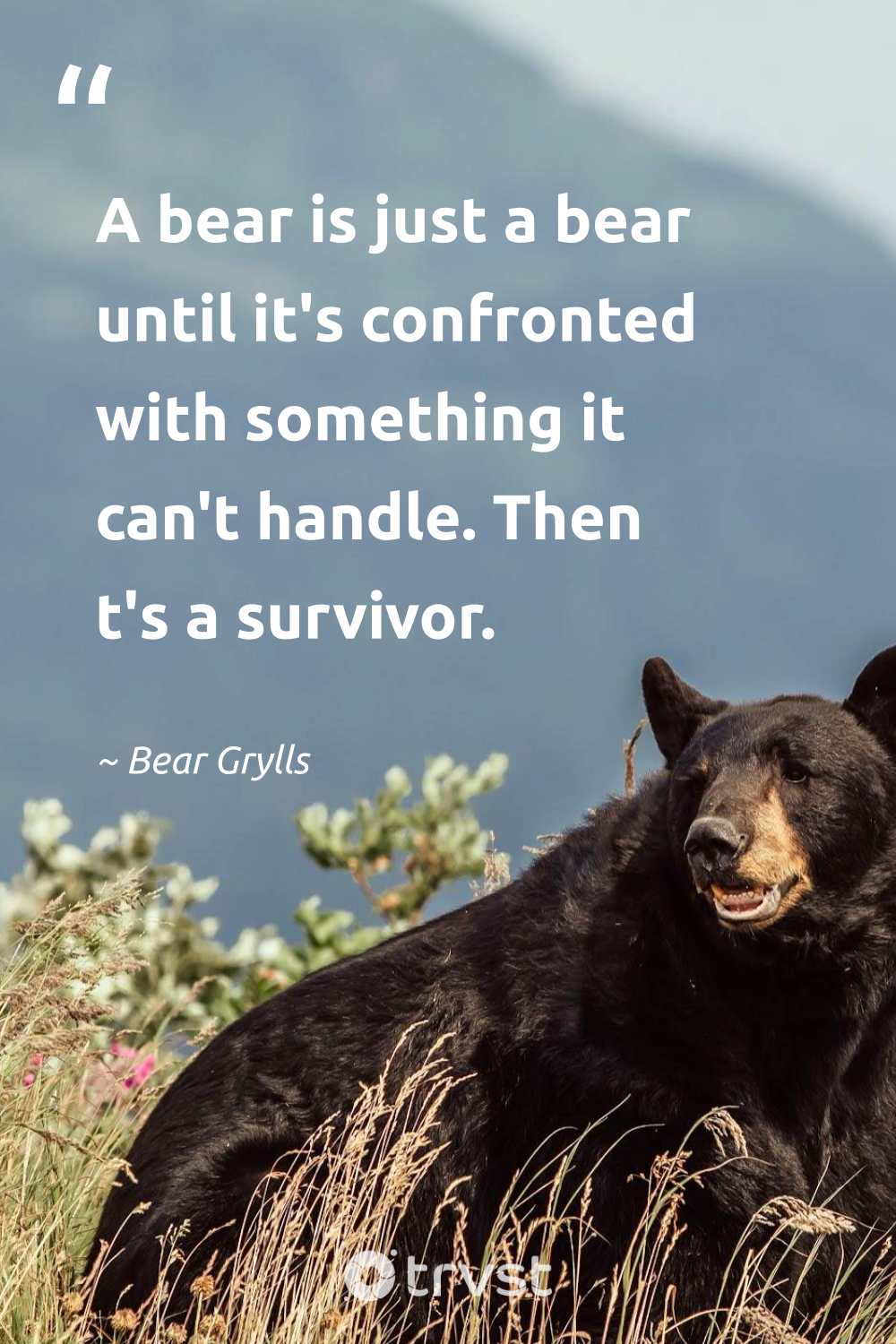 45 Bear Quotes Full Of Strength, Wisdom And Charm (2024)