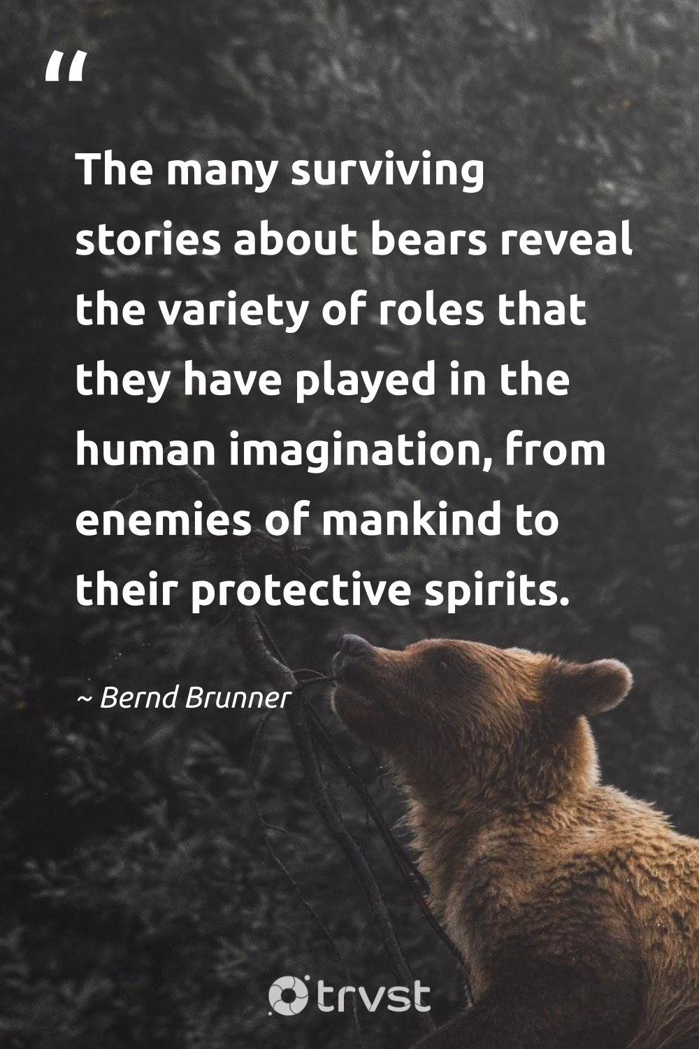 45 Bear Quotes Full Of Strength, Wisdom And Charm (2025)