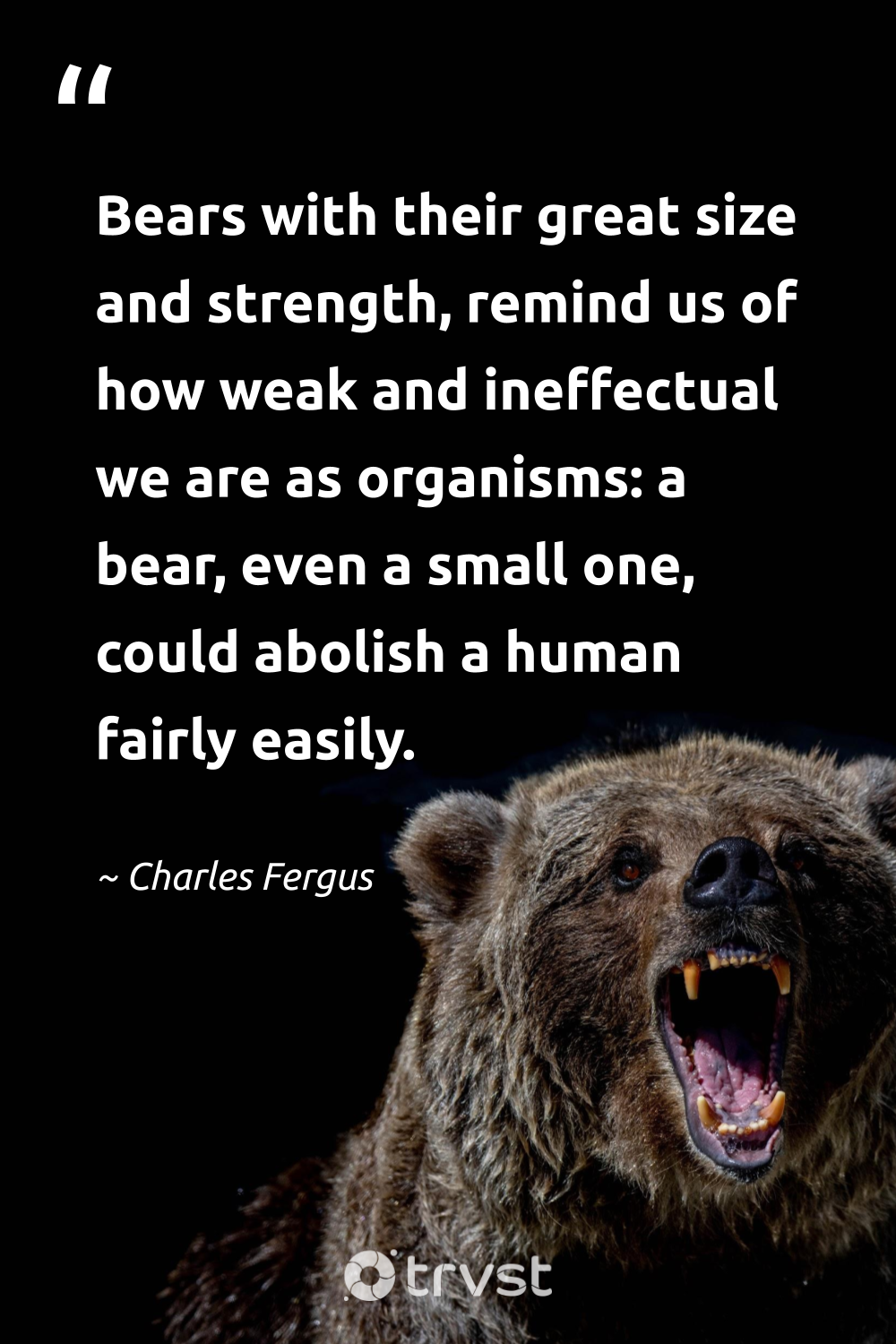 45 Bear Quotes Full Of Strength, Wisdom And Charm (2025)