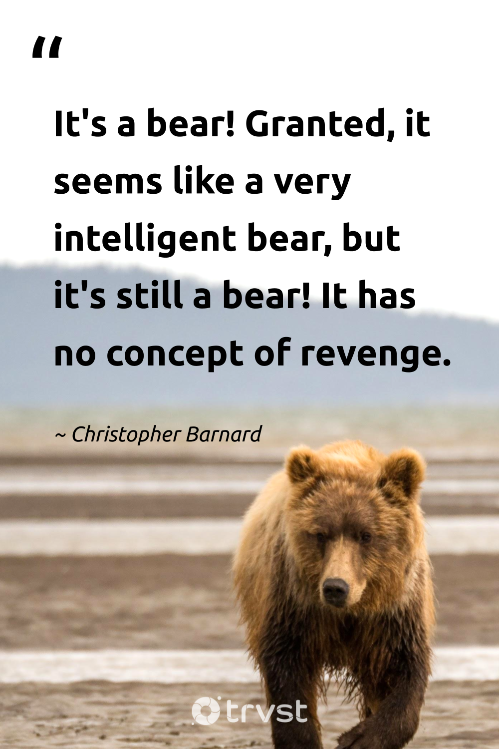 45 Bear Quotes Full Of Strength, Wisdom And Charm (2024)