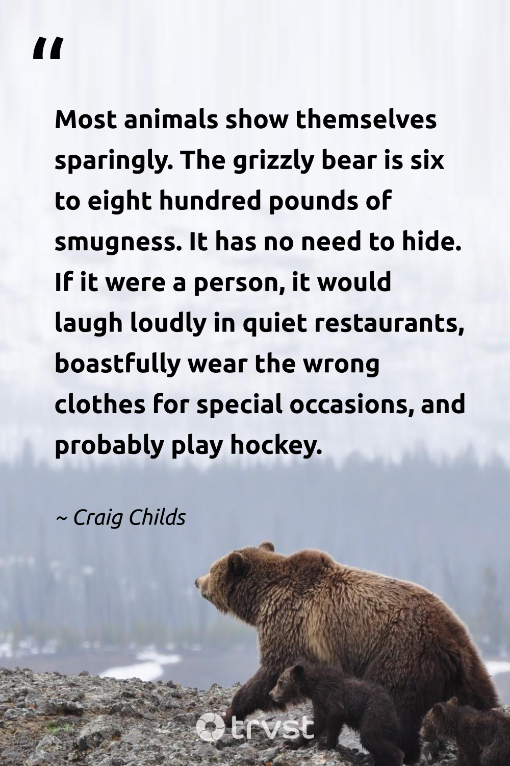 45 Bear Quotes Full Of Strength, Wisdom And Charm (2025)