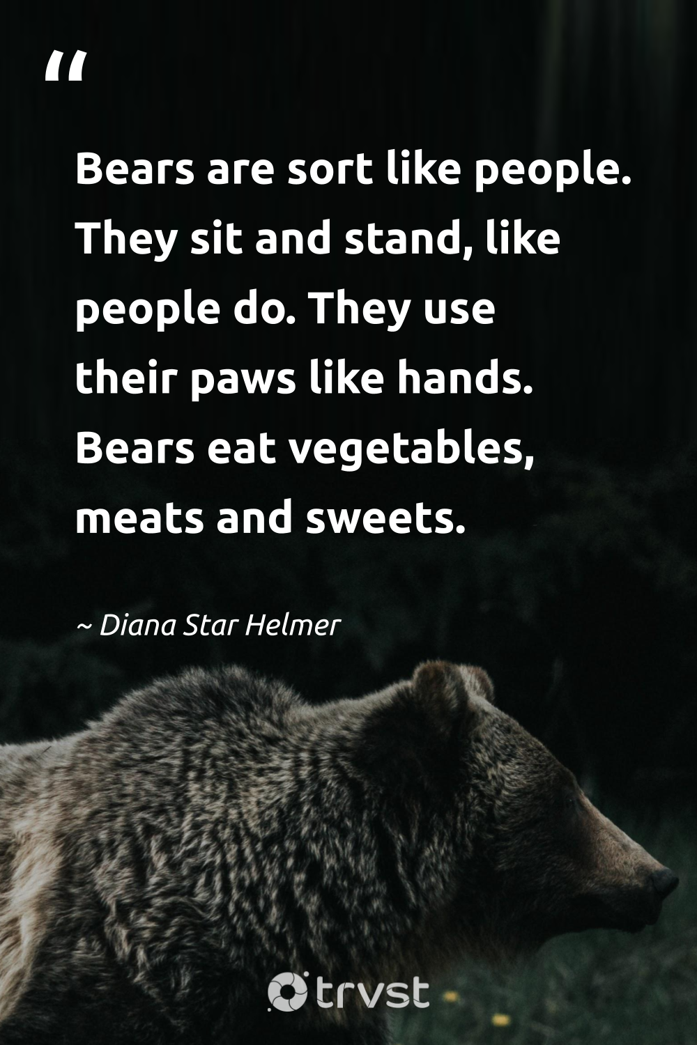 45 Bear Quotes Full Of Strength, Wisdom And Charm (2024)