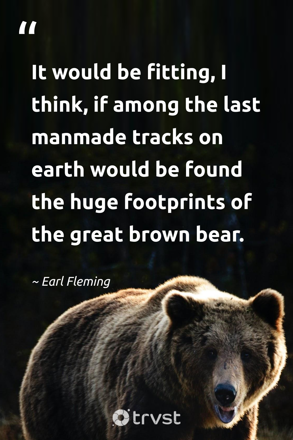 45 Bear Quotes Full Of Strength, Wisdom And Charm (2025)