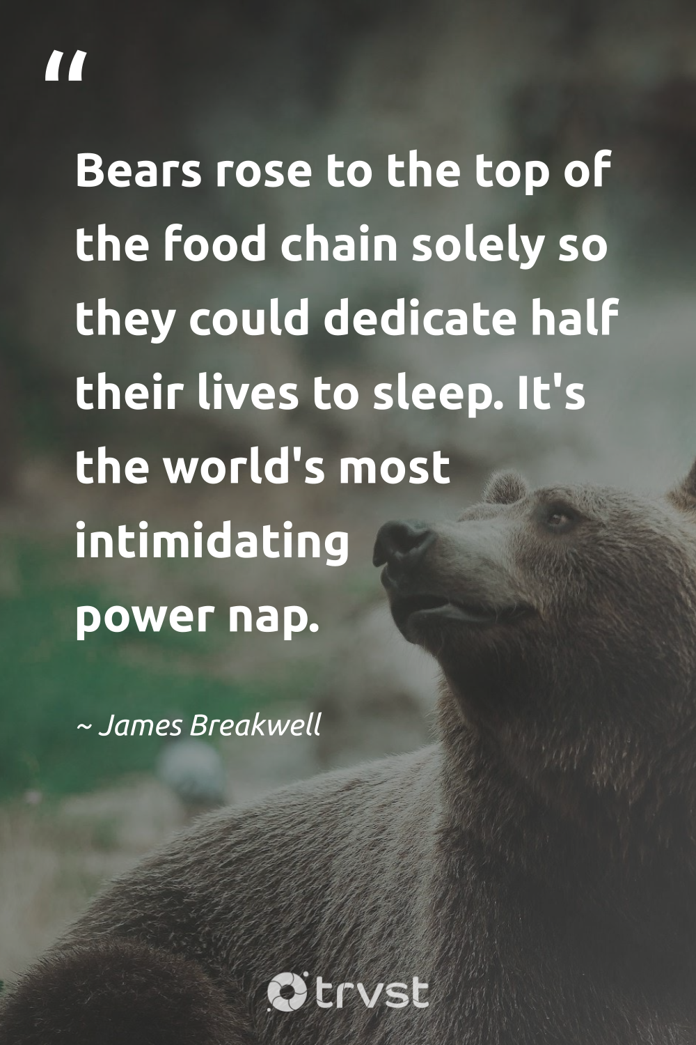 45 Bear Quotes Full Of Strength, Wisdom And Charm (2024)